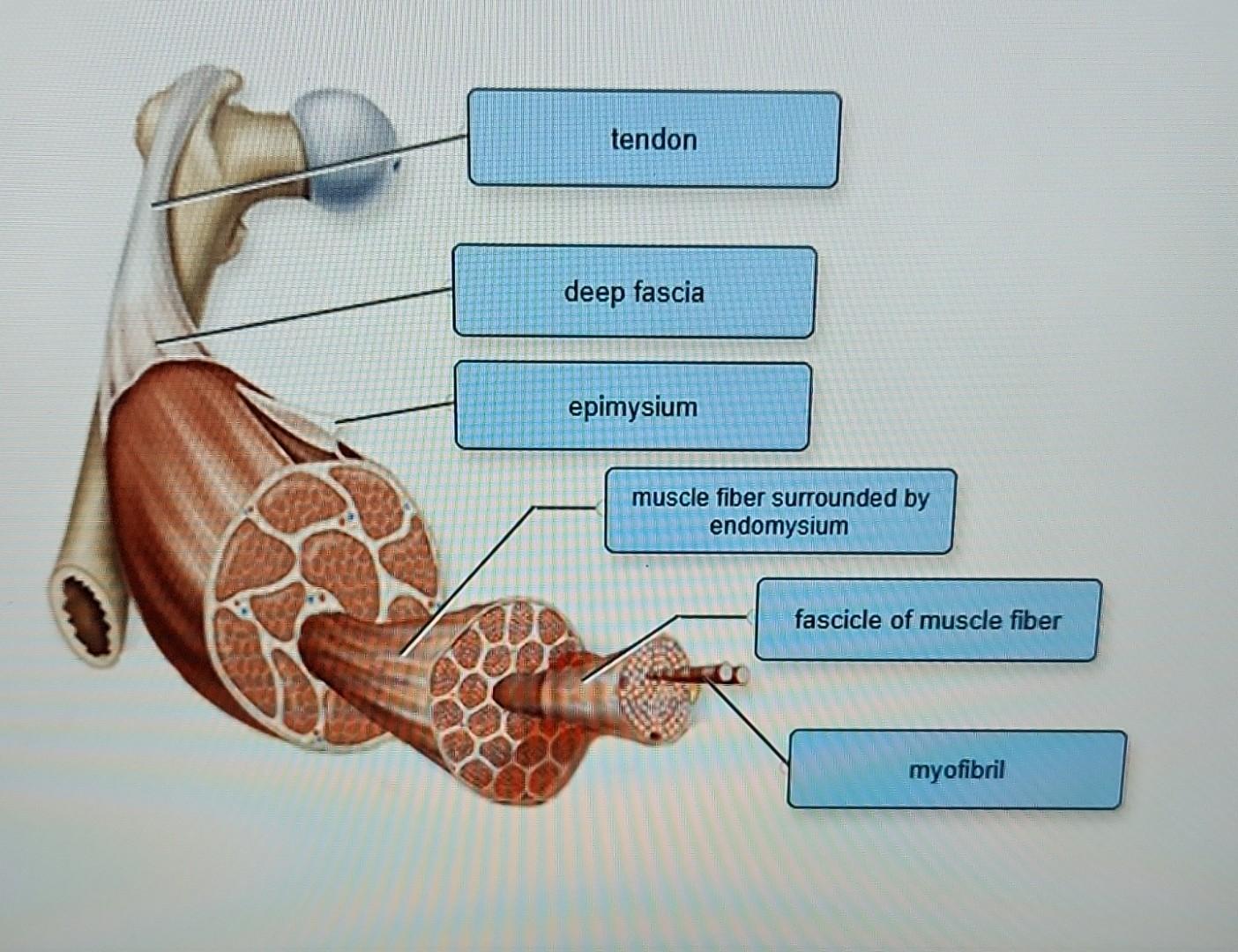 is this illustration of a muscle fiber correct ? | Chegg.com