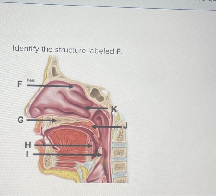 Solved Identify the structure labeled F | Chegg.com