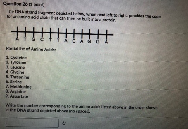 Solved C A Ġ Ġ Question 26 (1 point) The DNA strand fragment | Chegg.com