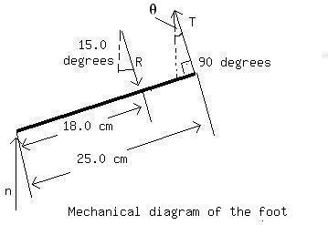 Solved A person is standing on tiptoe, position diagram of | Chegg.com