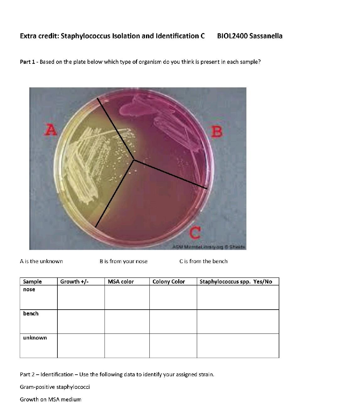 Solved Extra credit: Staphylococcus Isolation and | Chegg.com