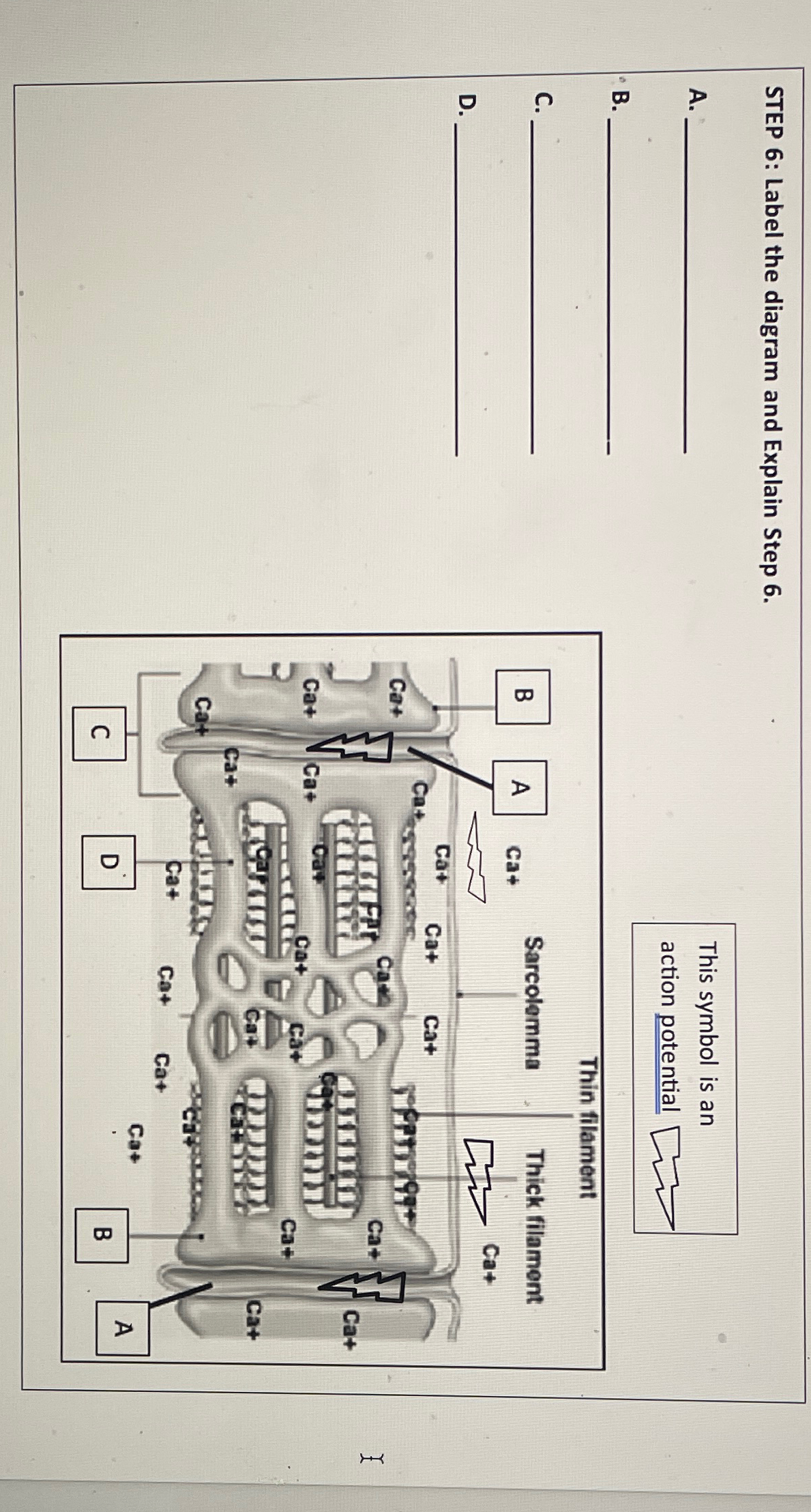 Solved STEP 6: Label the diagram and Explain Step 6.A. | Chegg.com