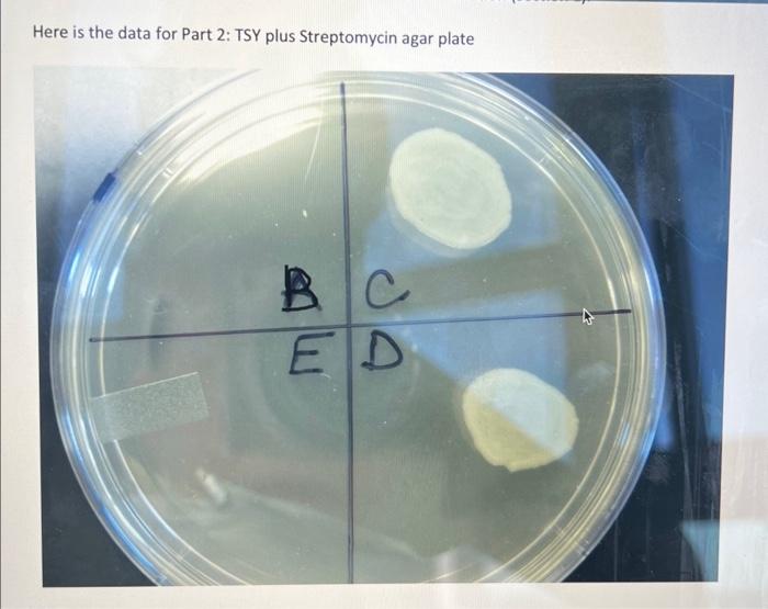 Solved EXERCISE Laboratory Report: Transformation: A Form of | Chegg.com