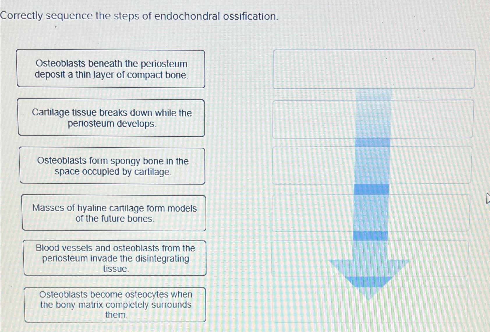 Solved Correctly sequence the steps of endochondral | Chegg.com Solved Correctly sequence the steps of endochondral | Chegg.com