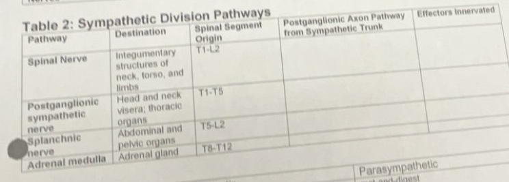 Solved Table 2: Sympathetic Division | Chegg.com