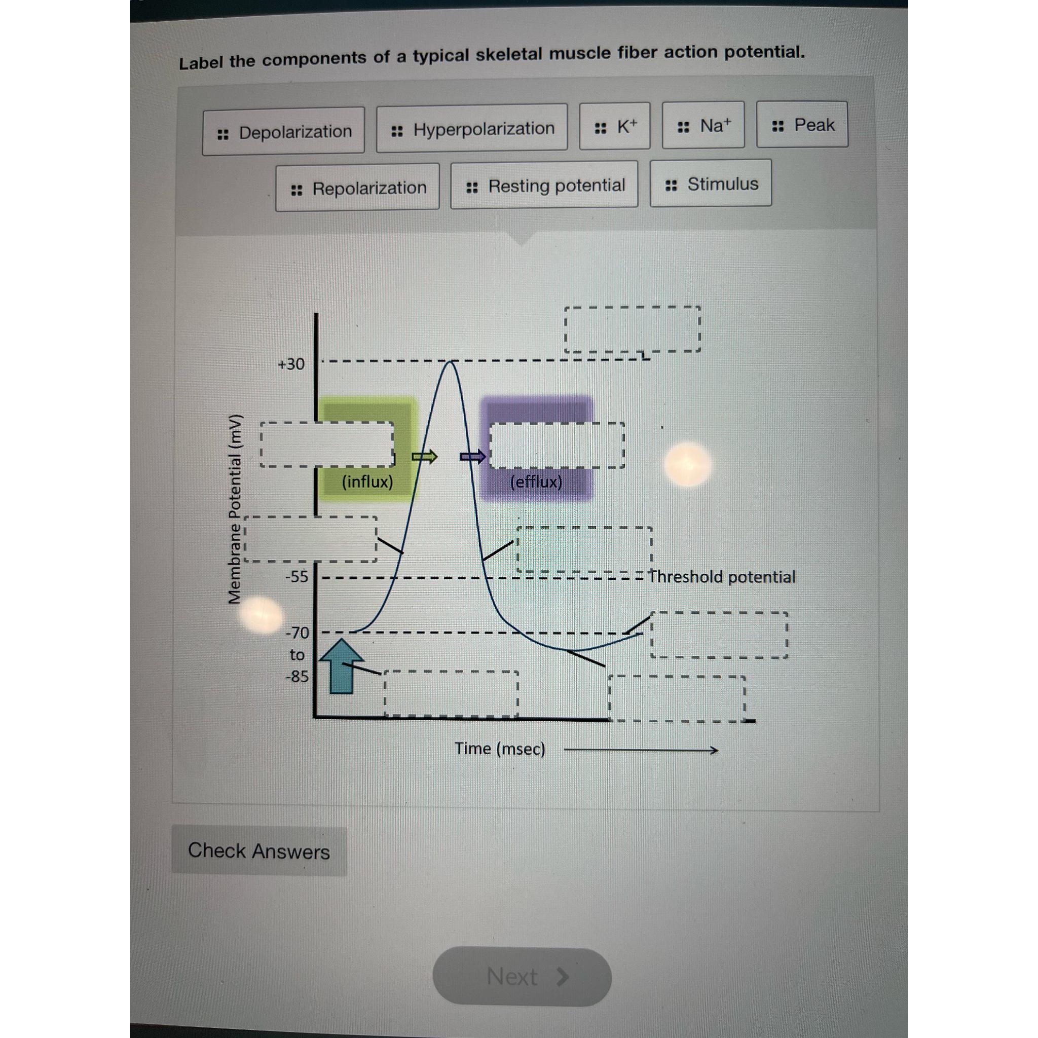 Solved Label the components of a typical skeletal muscle | Chegg.com