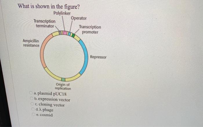 Solved What is shown in the figure? Polylinker Operator | Chegg.com