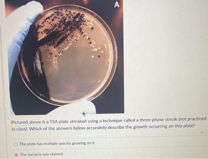 Solved Pictured above is a TSA plate streaked using a | Chegg.com