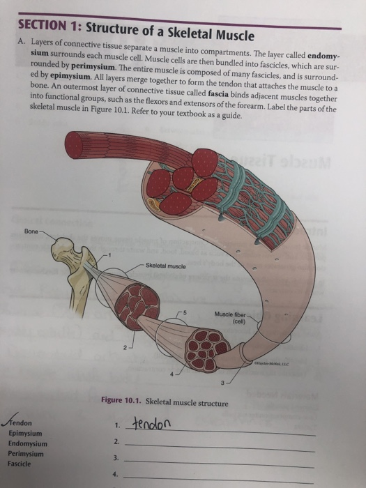 Solved SECTION 1: Structure of a Skeletal Muscle A. Layers | Chegg.com