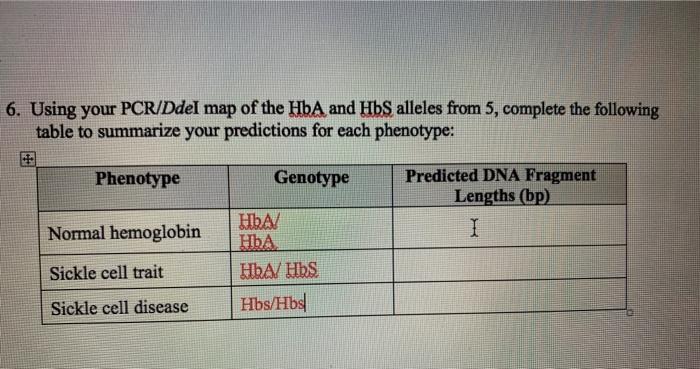 6. Using your PCR/Ddel map of the HbA and HbS alleles | Chegg.com