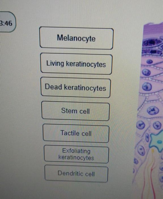 Solved Saved Label the cell types found in the skin. | Chegg.com