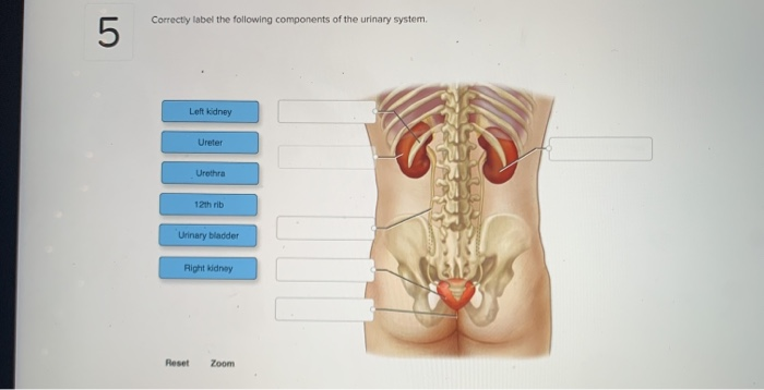 Solved Correctly label the following components of the | Chegg.com