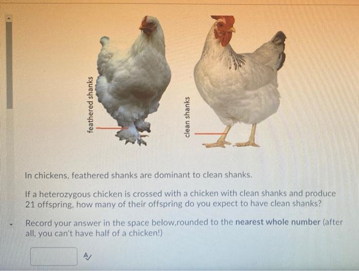 Solved feathered shanks clean shanks In chickens, feathered | Chegg.com