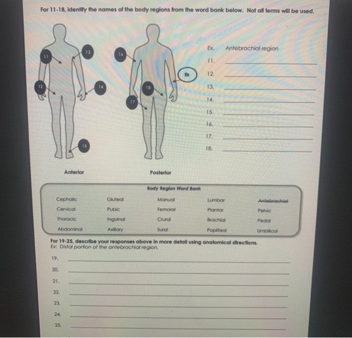Solved For 11-18, identify the names of the body regions | Chegg.com