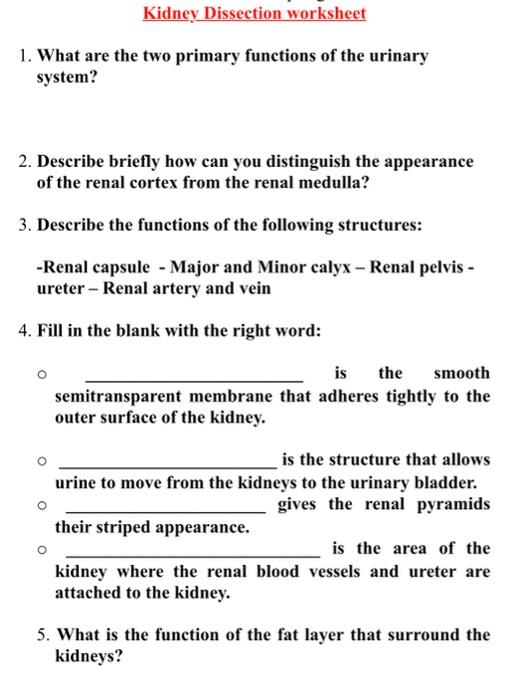 Solved Kidney Dissection worksheet 1. What are the two | Chegg.com