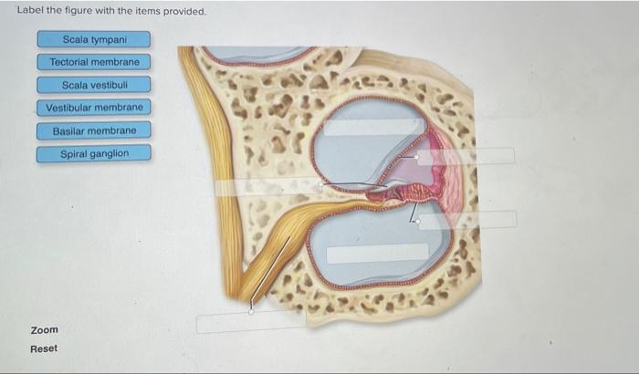 Solved Label the structures of the middle ear. Round window | Chegg.com