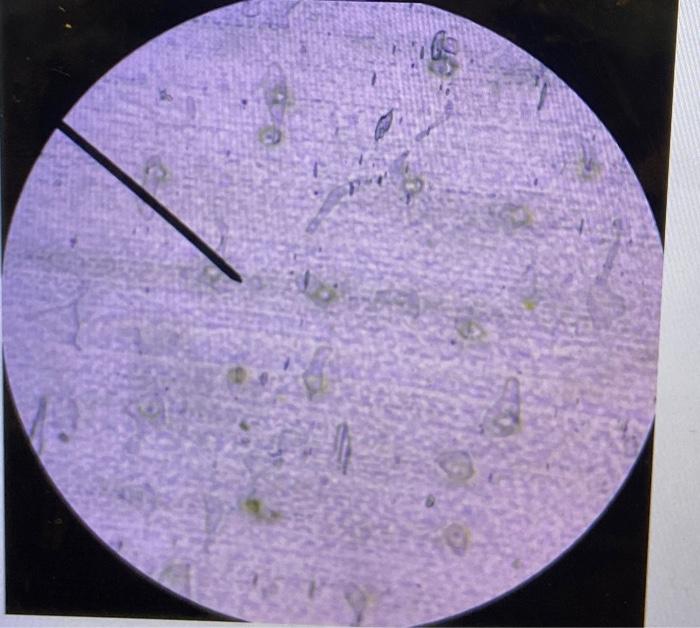 Instructions: Using the images below, count the | Chegg.com