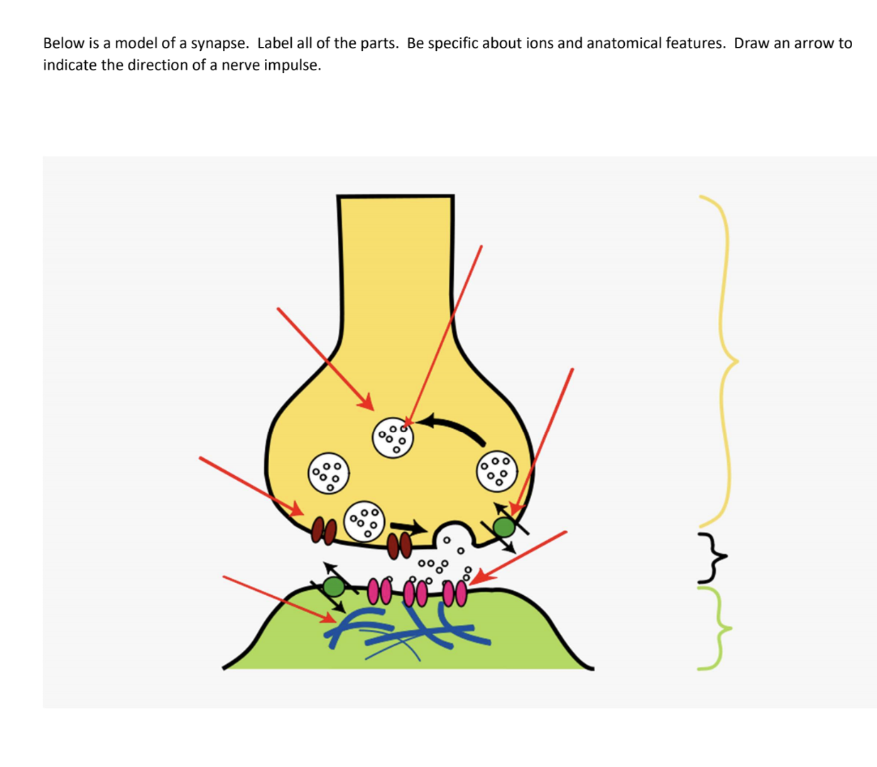 Solved Below is a model of a synapse. Label all of the | Chegg.com