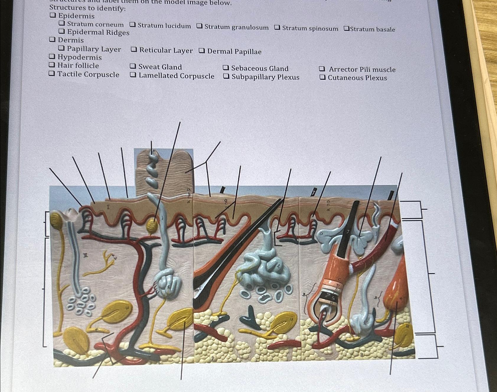Solved Structures to identify: ﻿Epidermis ﻿Stratum corneum | Chegg.com