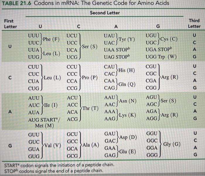 Solved Consider the following segment of mRNA produced by | Chegg.com