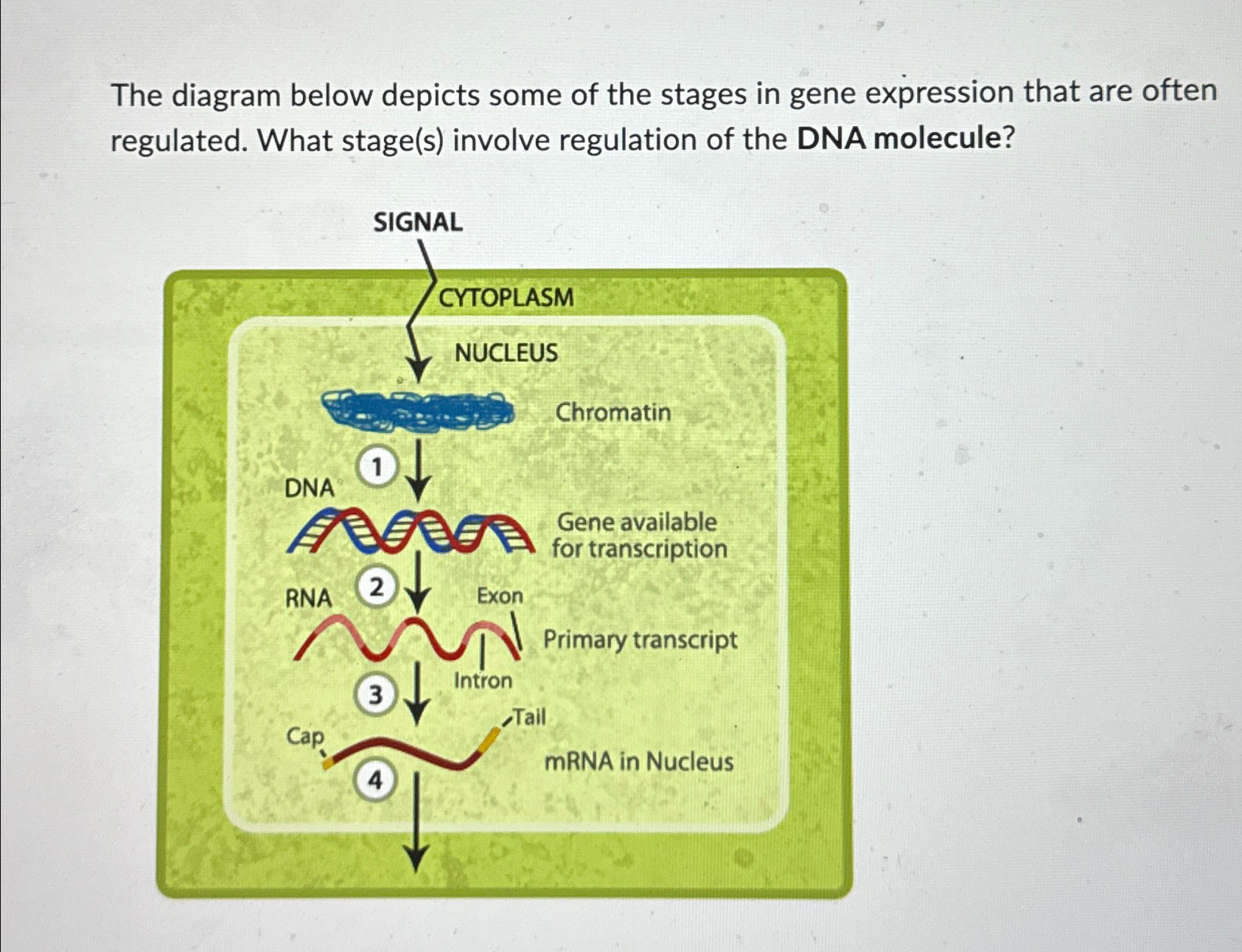 Solved The diagram below depicts some of the stages in gene | Chegg.com