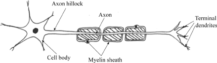 Definition of Nervous Tissue | Chegg.com