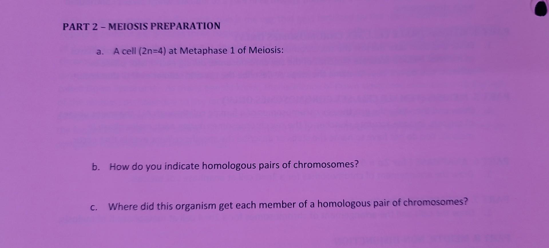 Solved Part 2 Meiosis Preparation A A Cell 2n 4 At