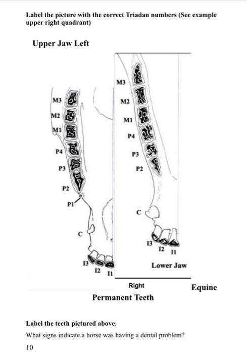 Solved Label the picture with the correct Triadan numbers | Chegg.com