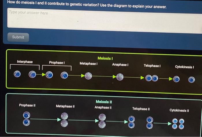 Solved How do meiosis I and II contribute to genetic | Chegg.com