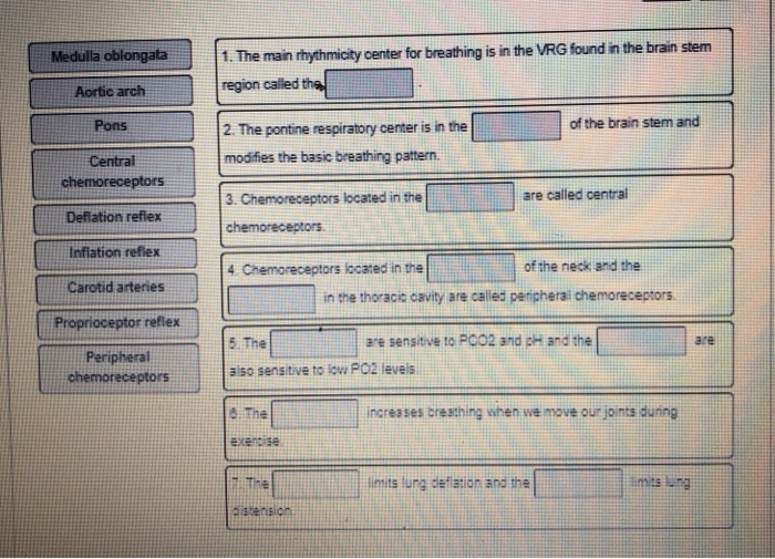 Solved Medulla oblongata 1. The main rhythmicity center for | Chegg.com