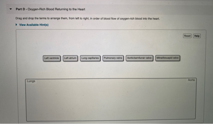 Solved Part C-Flow through the Right Side of the Heart | Chegg.com