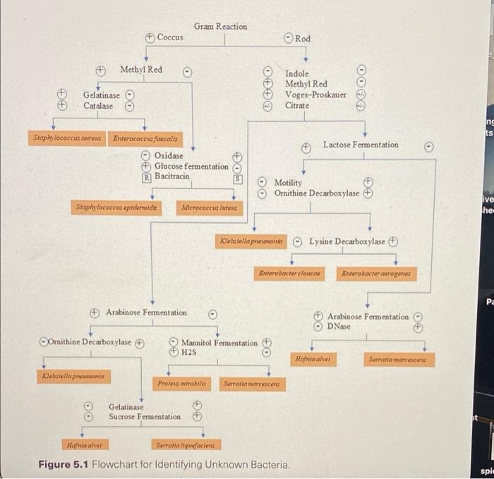 Solved help me find the information for staphylococcus | Chegg.com