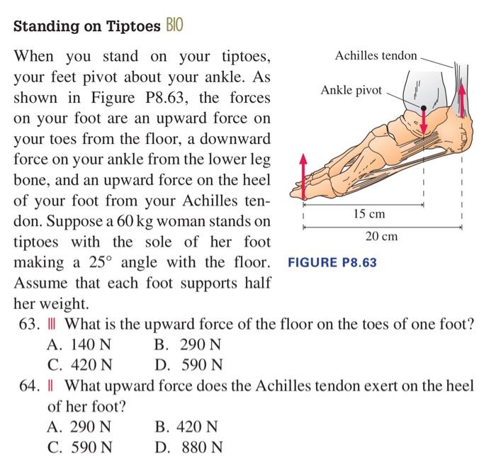 Solved Standing on Tiptoes BIO When you stand on your | Chegg.com