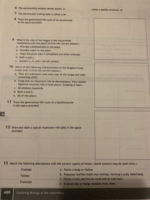 Solved within a saclike structure, or 6 The ascomycetes | Chegg.com