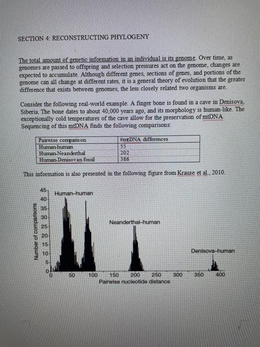 SECTION 4: RECONSTRUCTING PHYLOGENY The total amount | Chegg.com