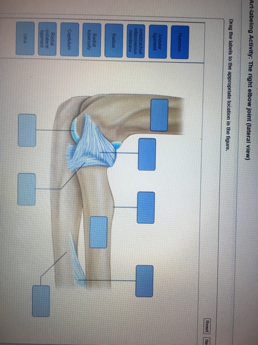 Solved Art-labeling Activity: The right elbow joint (lateral | Chegg.com