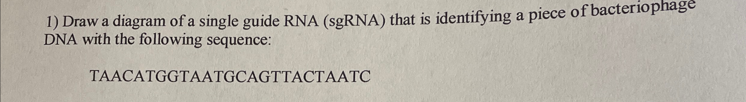 Draw a diagram of a single guide RNA (sgRNA) ﻿that is | Chegg.com