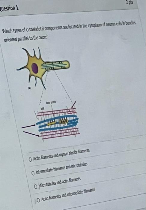 Solved Which types of cytoskeletal components are localed in | Chegg.com