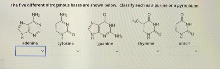 Solved The five different nitrogenous bases are shown below. | Chegg.com