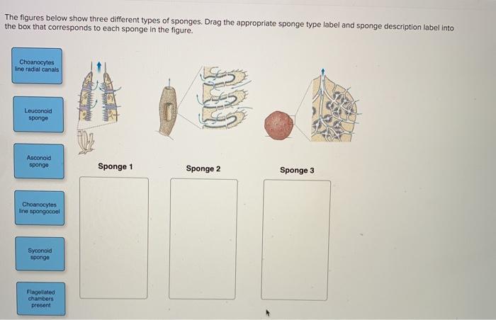 Solved The figures below show three different types of | Chegg.com