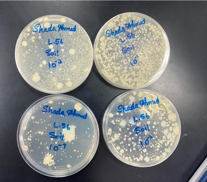 Solved choose the one with the most isolated colonies and | Chegg.com
