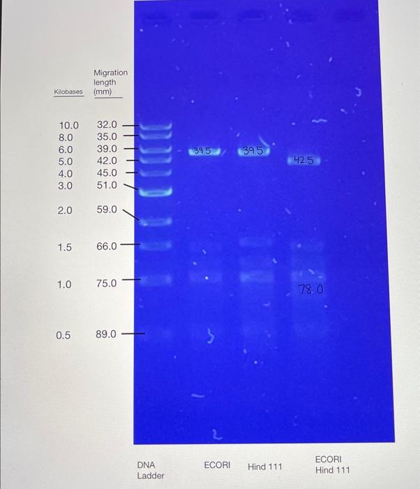 Solved 1. Size of Fragment(s) from EcoR1 Digest (in bp or | Chegg.com
