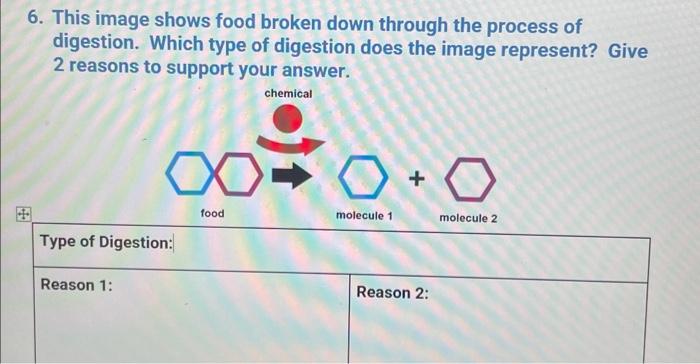 Solved 6. This image shows food broken down through the | Chegg.com