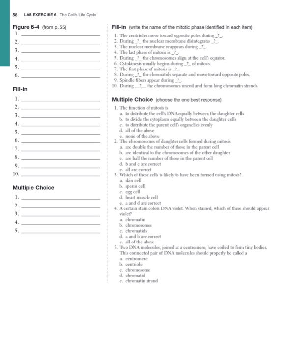 Solved 58 LAB EXERCISE 6 The Cell's Life Cycle Figure 6-4 | Chegg.com