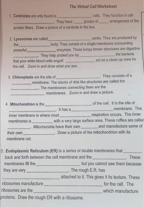 Solved The Virtual Cell Worksheet 1. Centrioles are only | Chegg.com