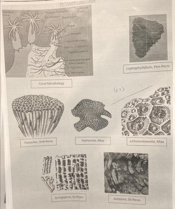 Solved Paleozoic Marine No. 8 Typical Paleozoic Limestone | Chegg.com