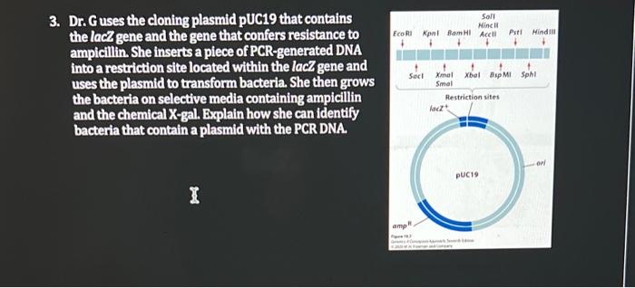 Solved 3. Dr. Guses the cloning plasmid pUC19 that contains | Chegg.com