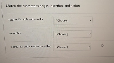 Solved Match the Masseter's origin, insertion, and | Chegg.com
