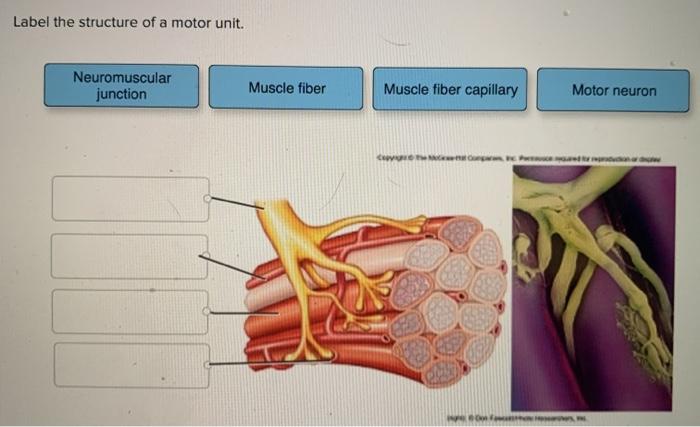 Solved Label the structure of a motor unit. Neuromuscular | Chegg.com