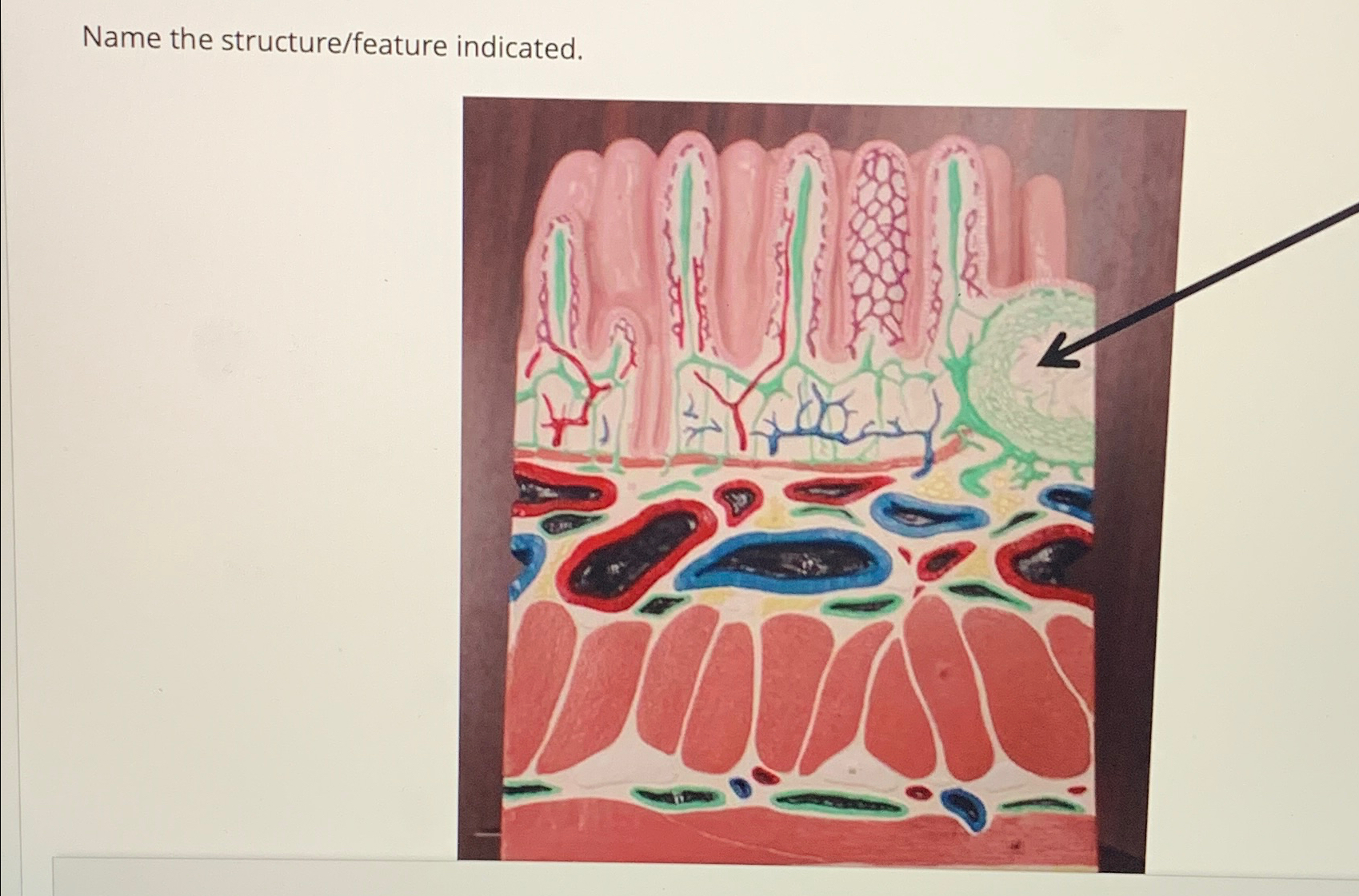 Solved Name the structure/feature indicated. | Chegg.com